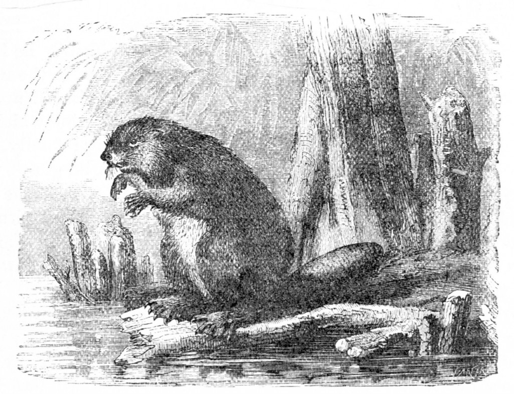 Symbolism of Lion, Witch & Wardrobe